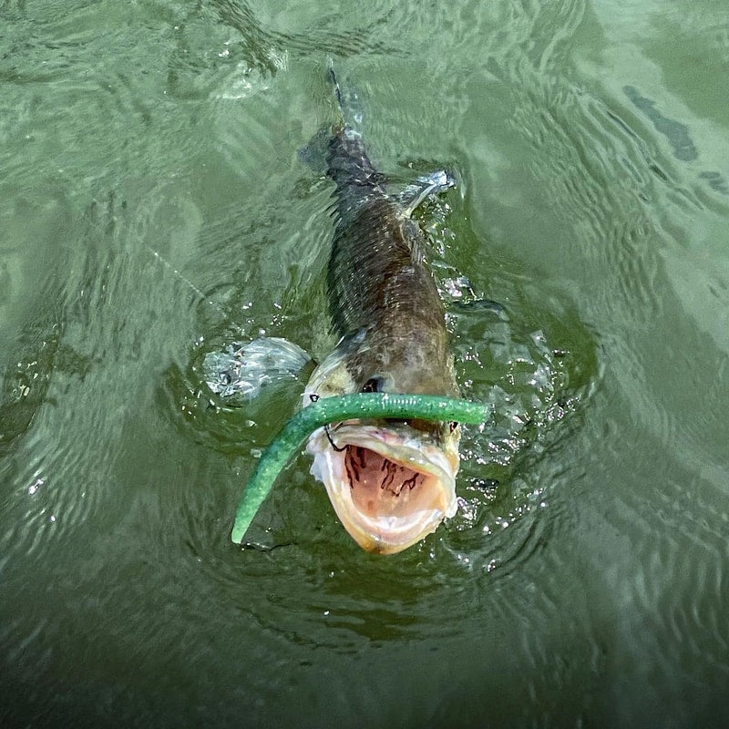 The Best Bass Fishing Baits and Lures for Freshwater Fishing | Bizz Ba – BizzBaits