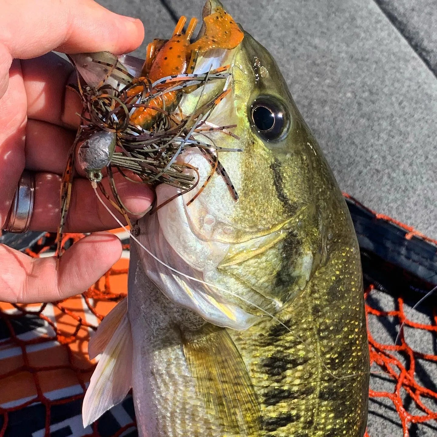 Best Baits for fishing and Lures for Freshwater Fishing – BizzBaits